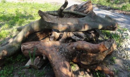 Naturgarten anlegen – So wird's gemacht - Deutschland summt!