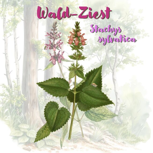 Pflanze des Monats Juni 2024: Der Wald-Ziest - Deutschland summt!