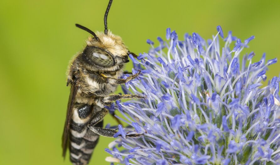 Wildbiene des Monats August 2020: Die Sandrasen-Kegelbiene ...