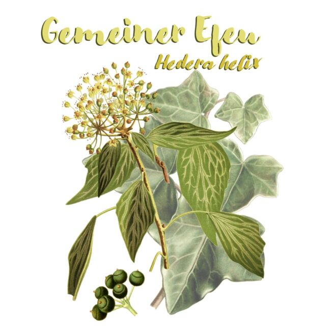 Pflanze des Monats Oktober 2021: Der Efeu (Hedera helix) - Deutschland ...