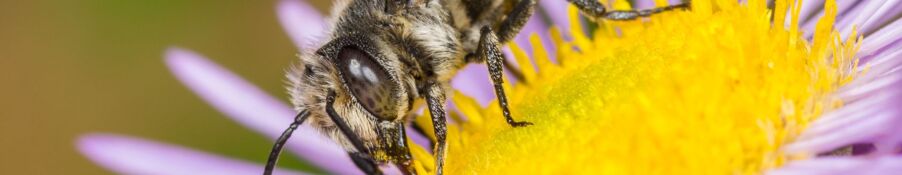 Wildbienenarten - Deutschland summt!