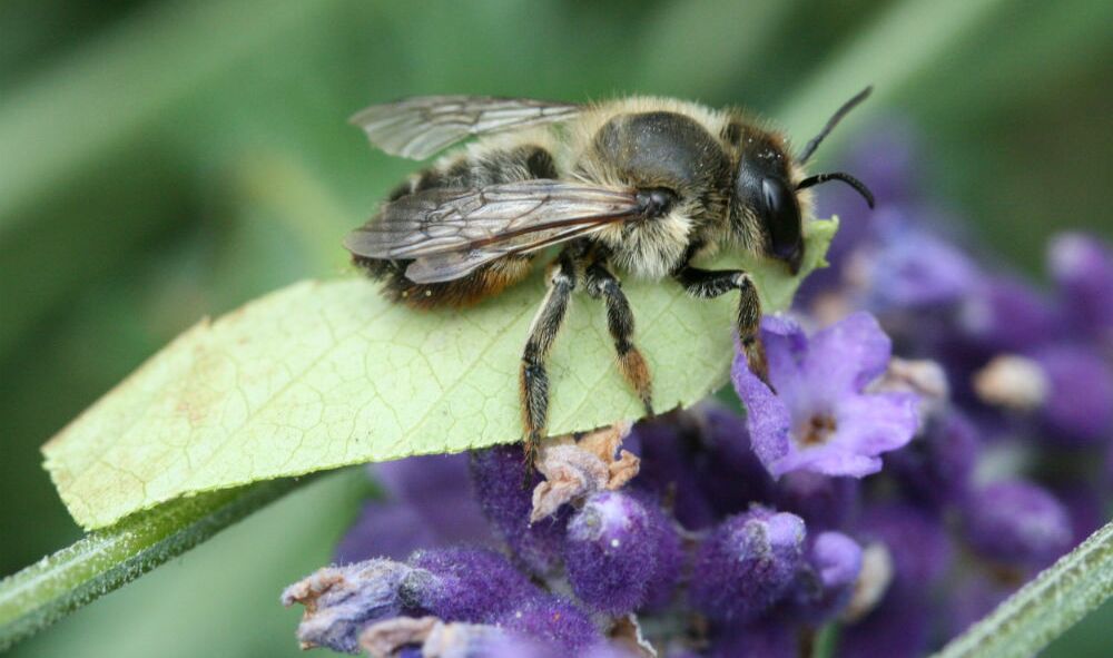 Wildbienenarten - Deutschland summt!