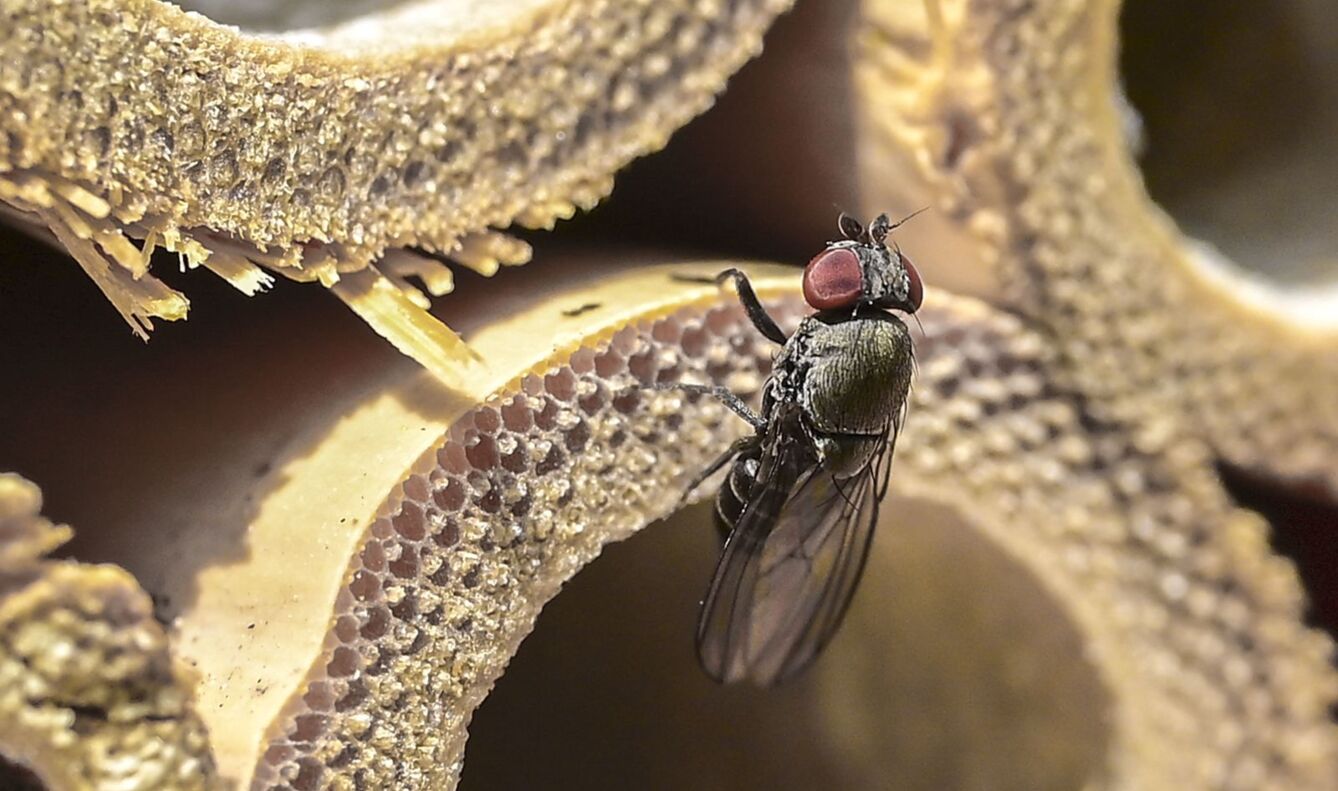Wildbienenarten - Deutschland summt!