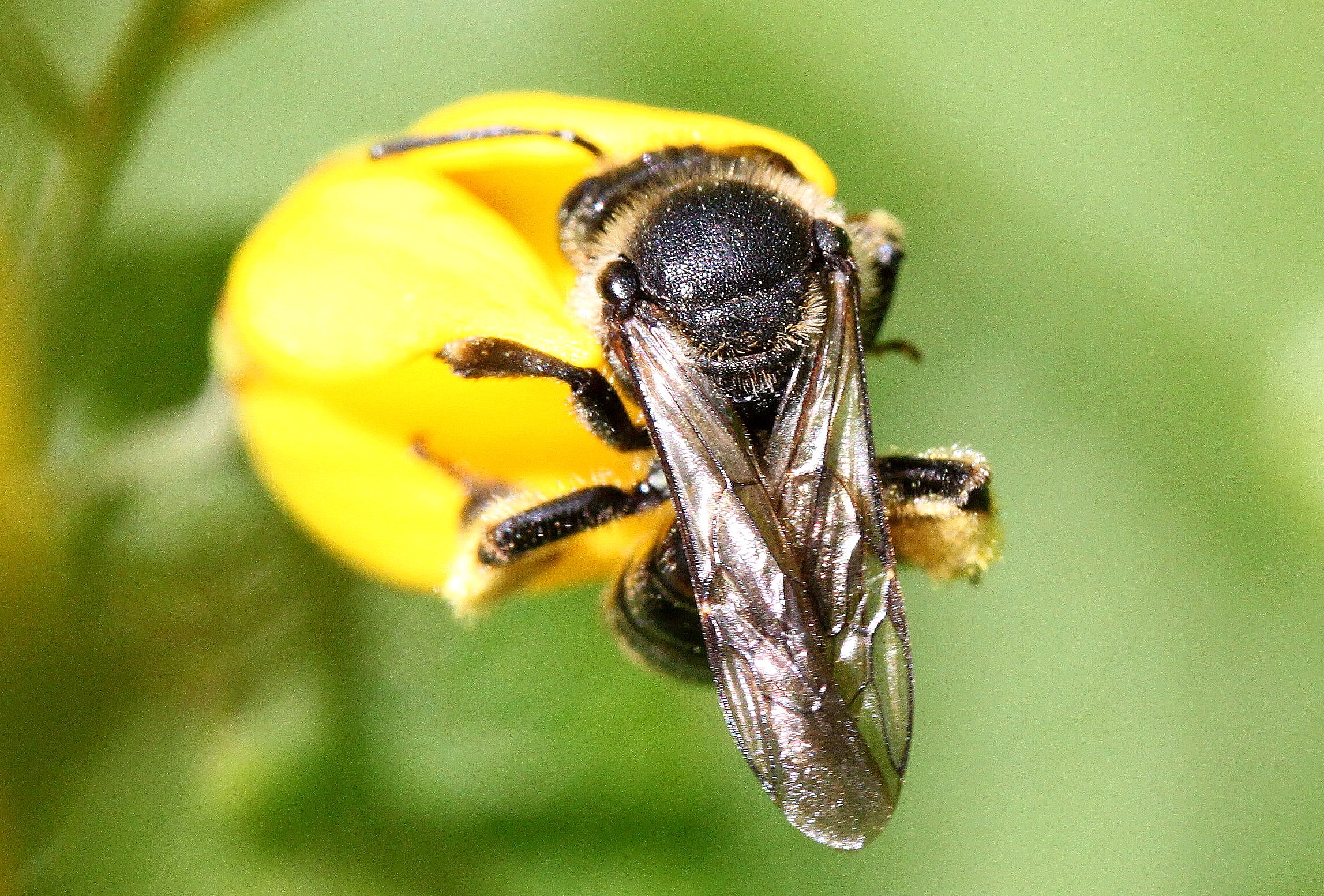 Wildbienenarten - Deutschland summt!