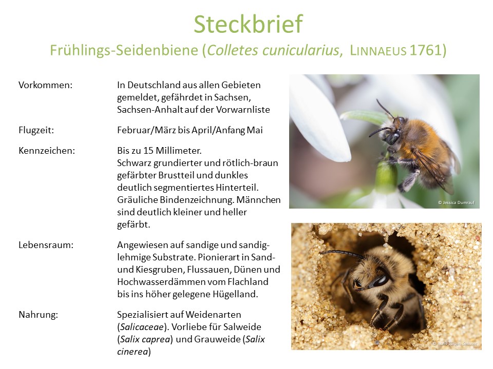 Wildbienenarten - Deutschland summt!